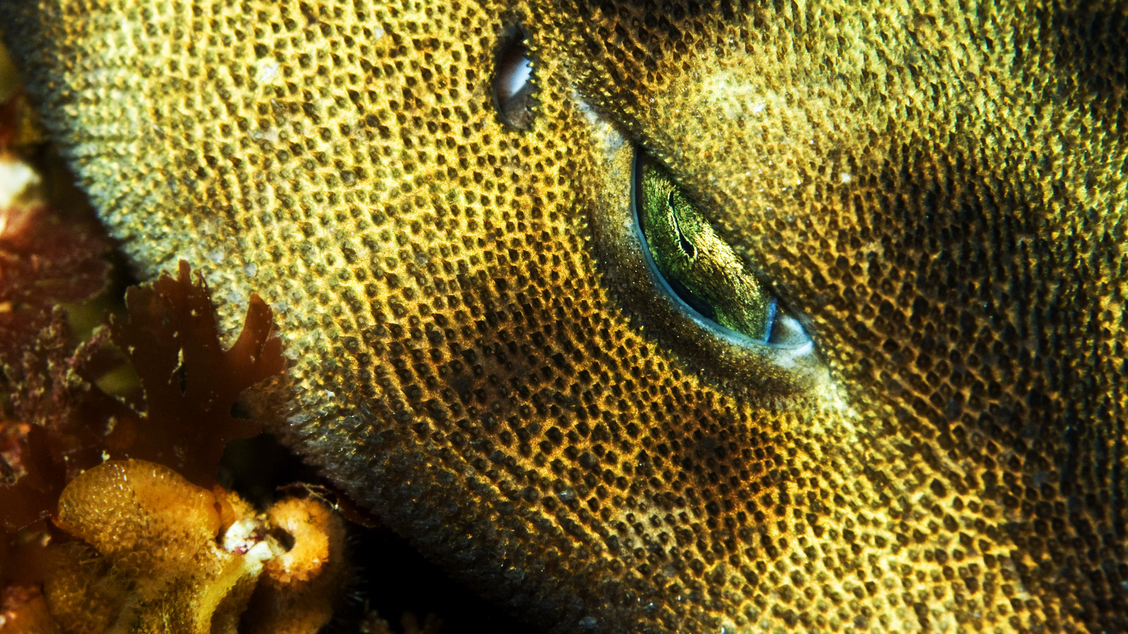 This Glow-In-The-Dark Shark Is Real, But That's Not The Only Trick Up ...