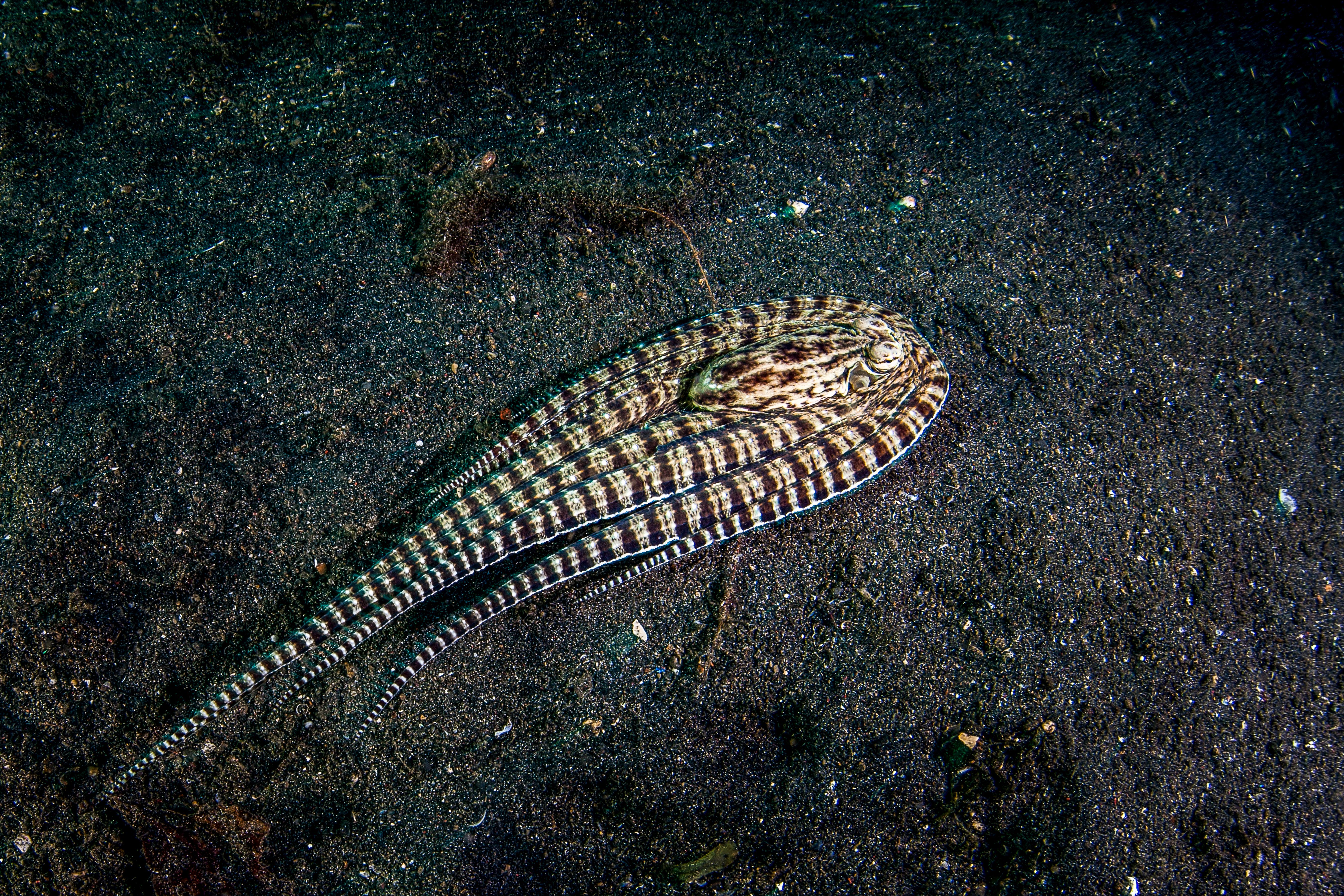 One Of Nature's Most Masterful Mimics Is A Little-Known Creature