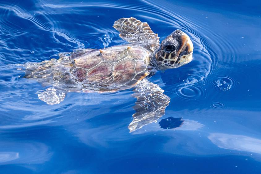 Bobbit Worm: A Gorgeous Creature That Slices Fish In Two