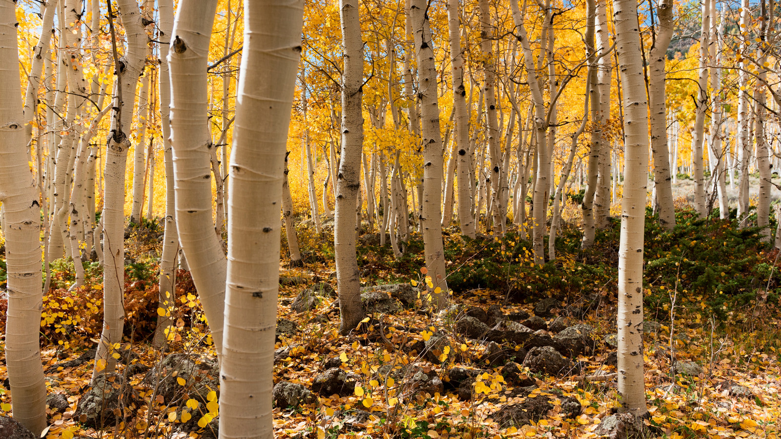 This Utah National Forest Has A Hidden Section That's Seen The Rise ...
