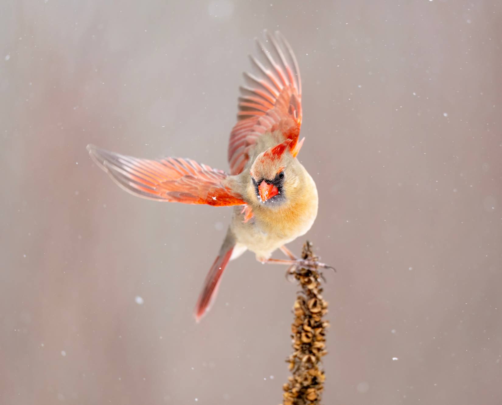 The Real "Angry Birds" Bird Is Found In The U.S. (& It Can Get Pretty ...