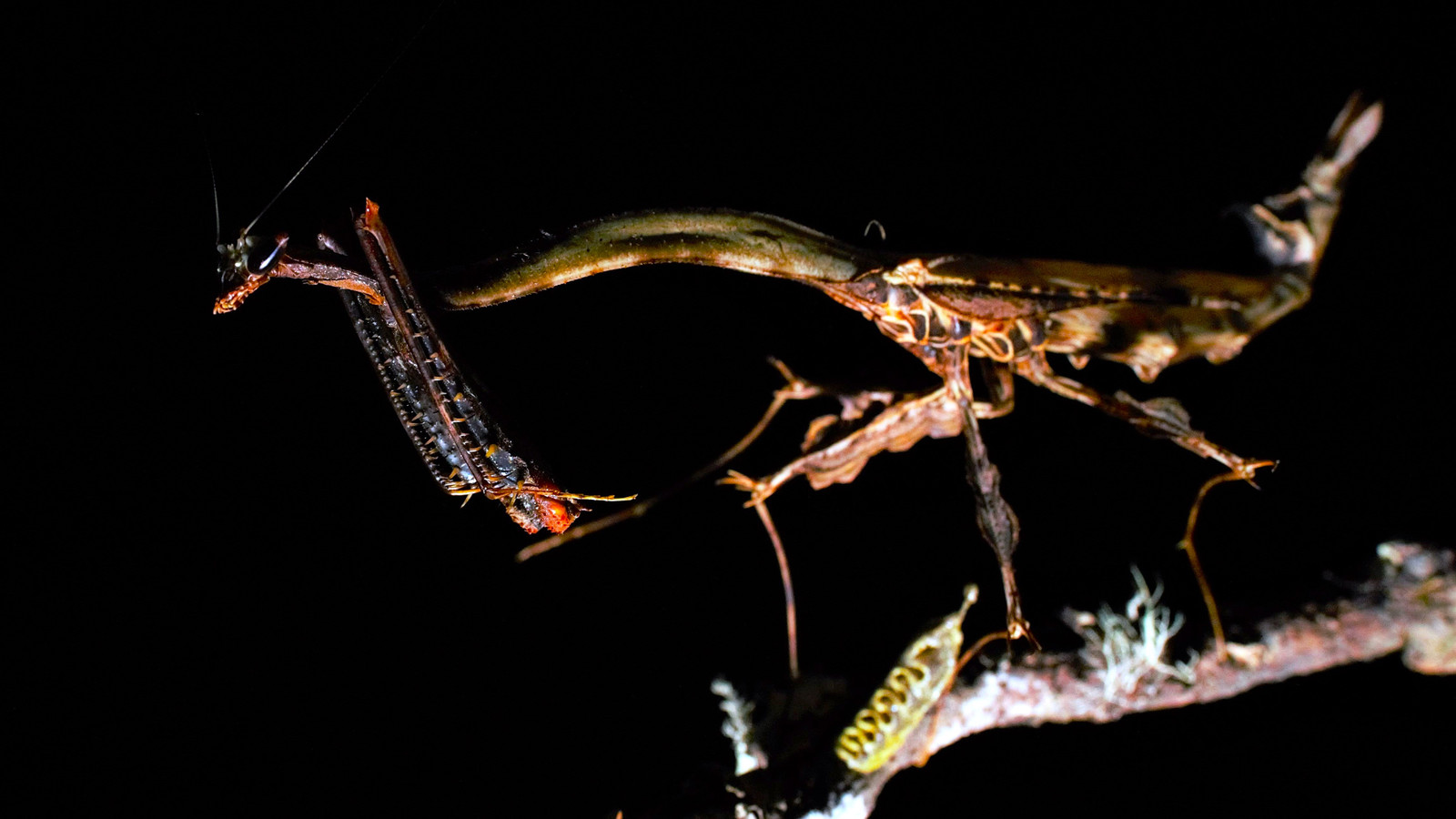 This Mini "Dragon" Is Real But Looks Like A Fantasy Movie Creature