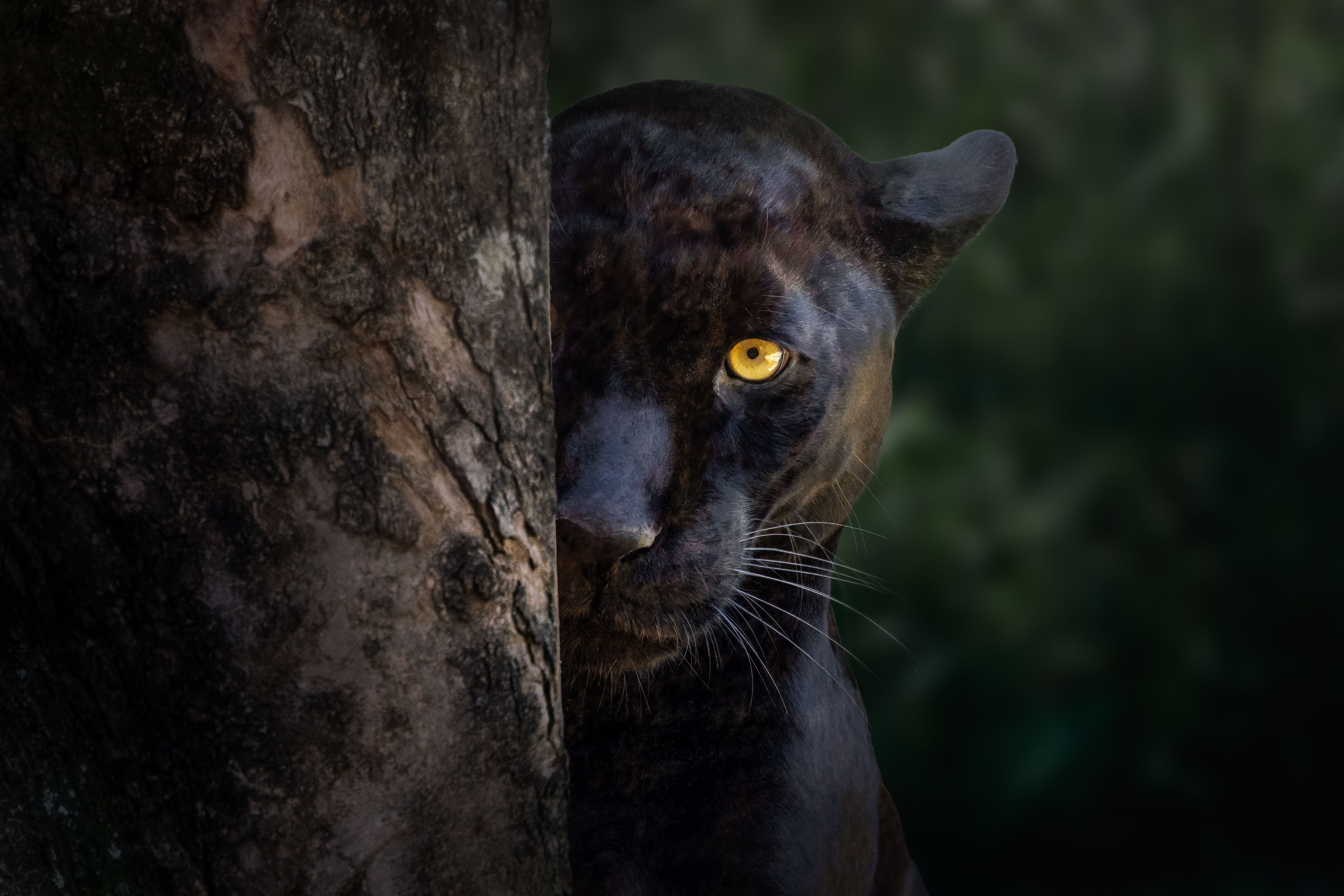 Panther Jaguar Animal