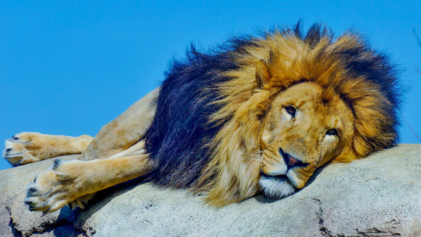 Heartwarming Turn Of Events Shows Leopard Helping Struggling Lion With Food