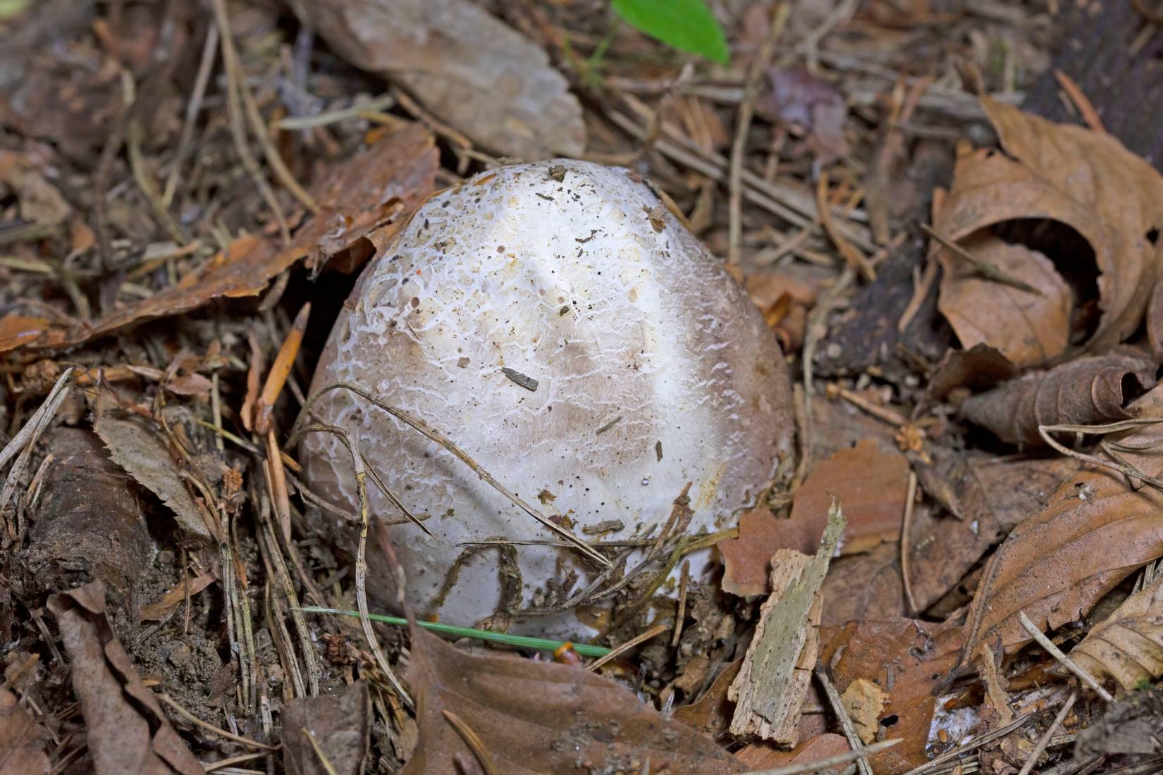 The World's Scariest Fungus Looks Straight Out Of An Alien Movie, But ...