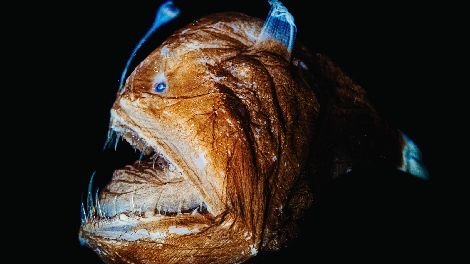 Terrifying Deep-Sea Anglerfish Has People Depressed After Being Spotted ...