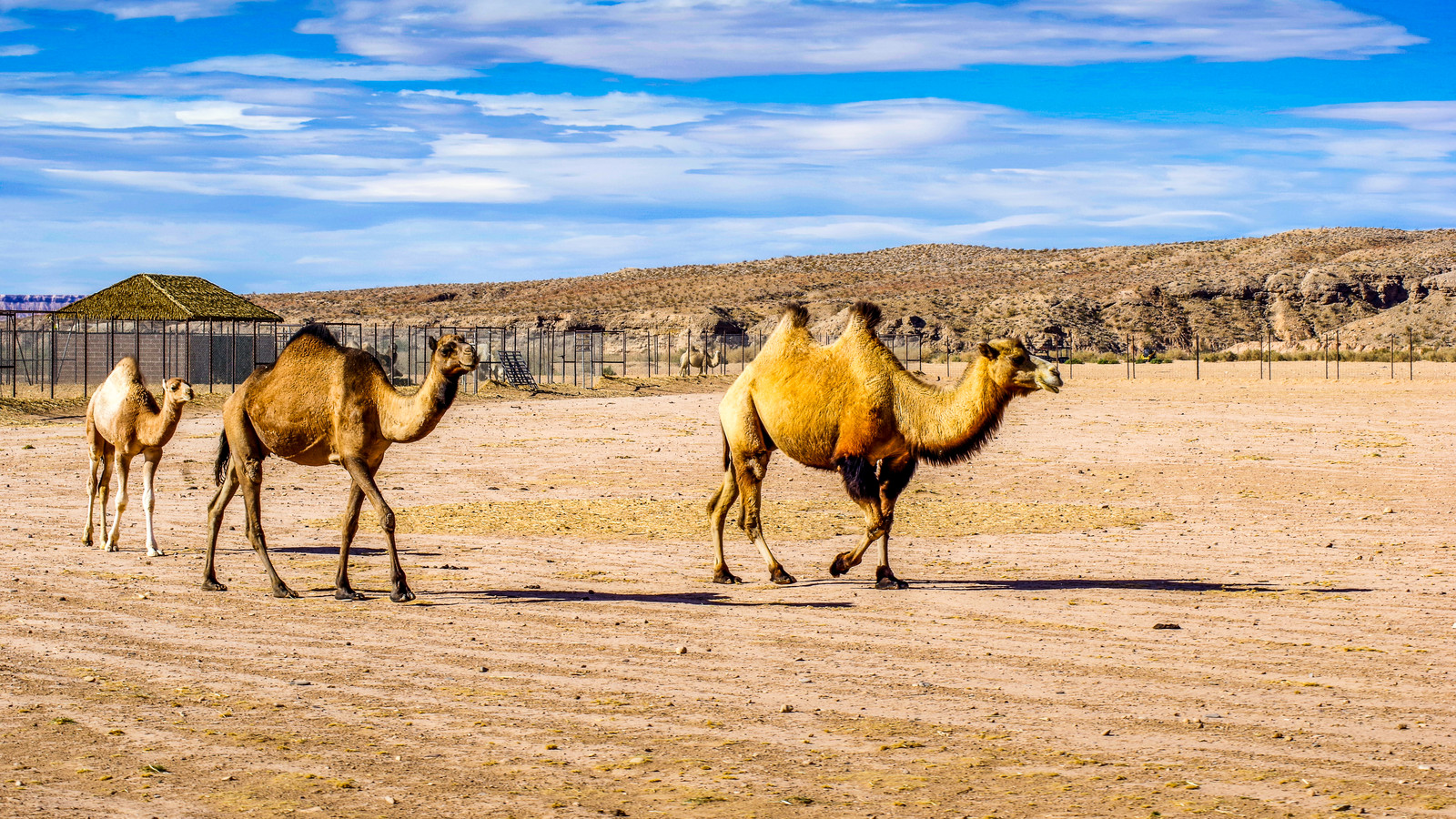 Las Vegas' Most Unusual Experience Is One You'd Never Expect To Find ...