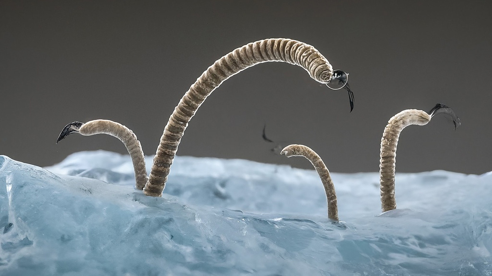 Scientists Melted 46,000-Year-Old Ice, & Ancient Worms Wriggled Out