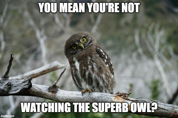 Superb Owl Celebrations Take Flight As Hilarious Typo Trends