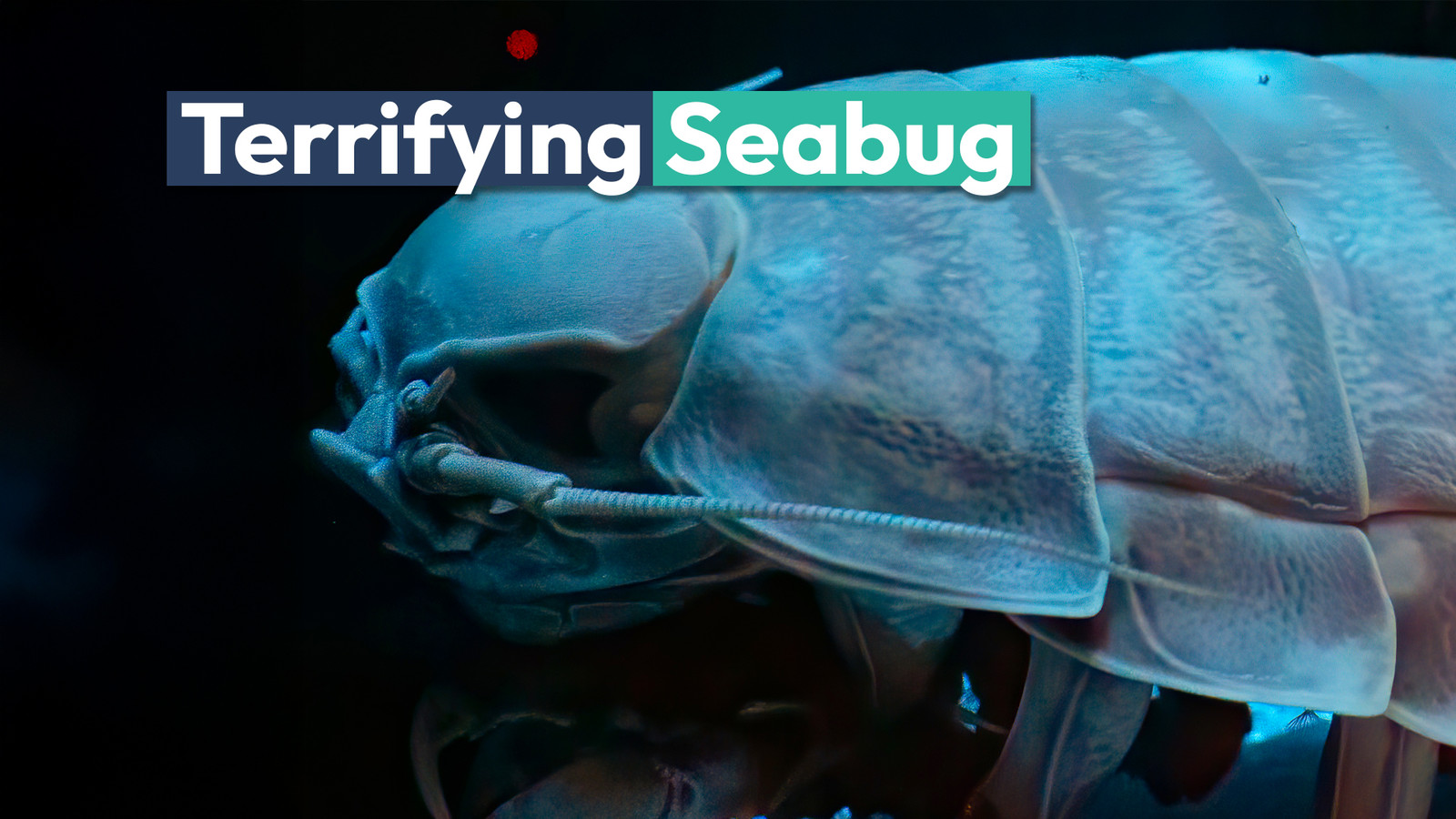 This New Supergiant Seabug Is So Terrifying It's Named After A Star ...