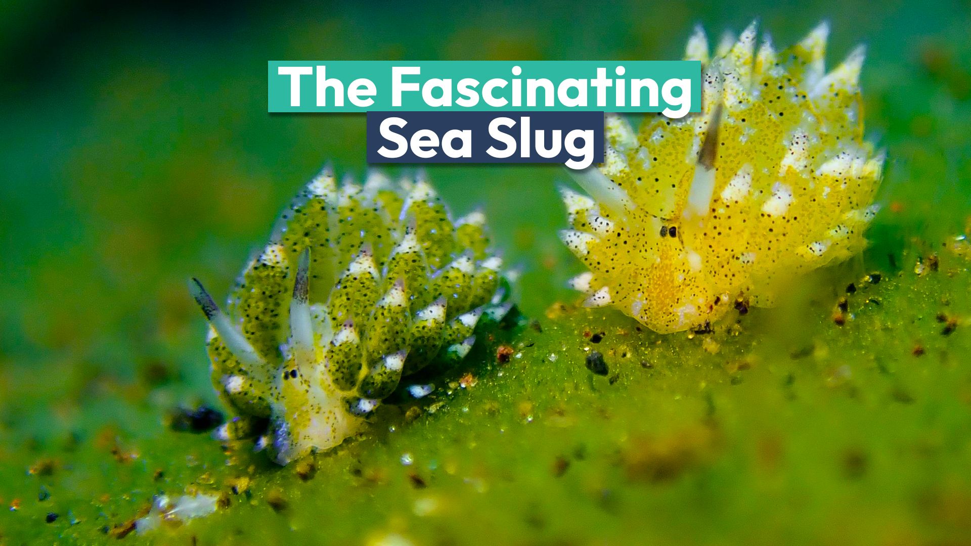 This Bizarre "Lipstick-Wearing" Fish Can't Swim