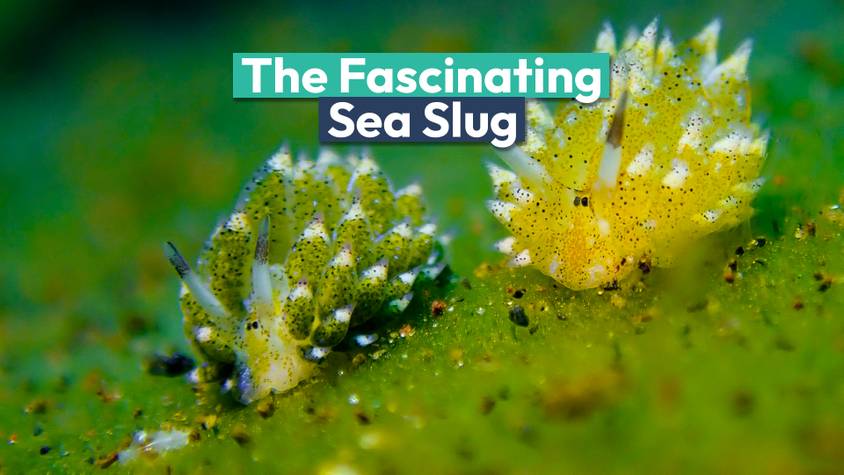 This Bizarre "Lipstick-Wearing" Fish Can't Swim