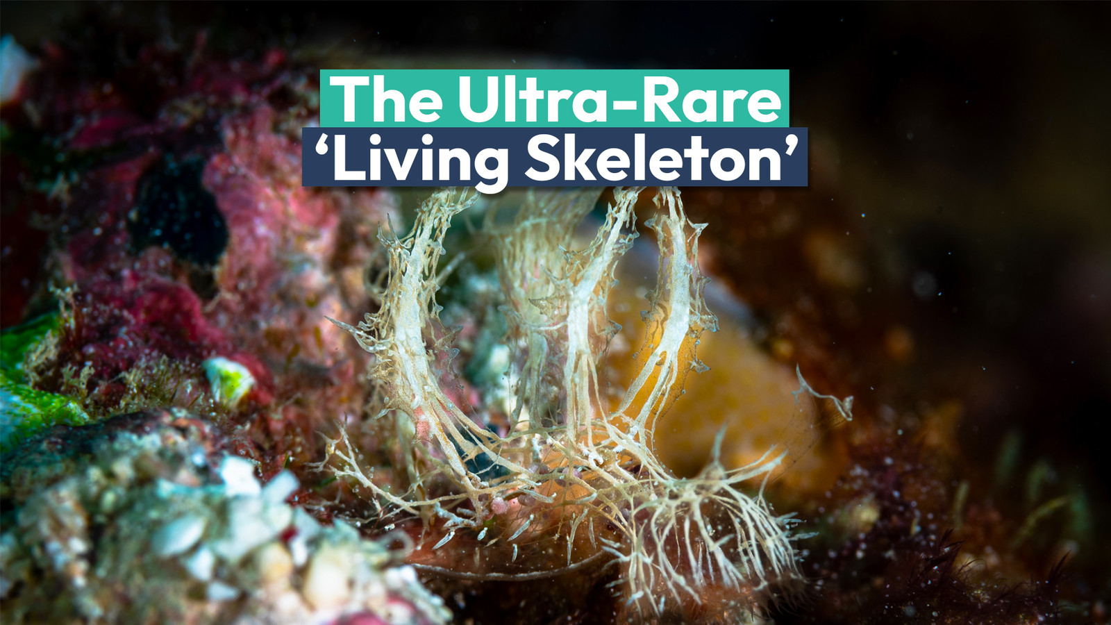This Strange See-Through "Living Skeleton" Is So Rare That It's Dubbed ...