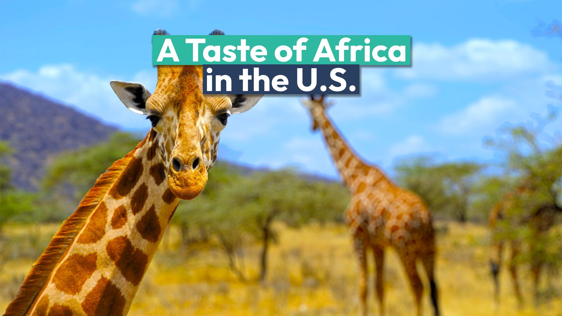 This Town In An Unexpected State Lets You Visit "Africa" Without ...