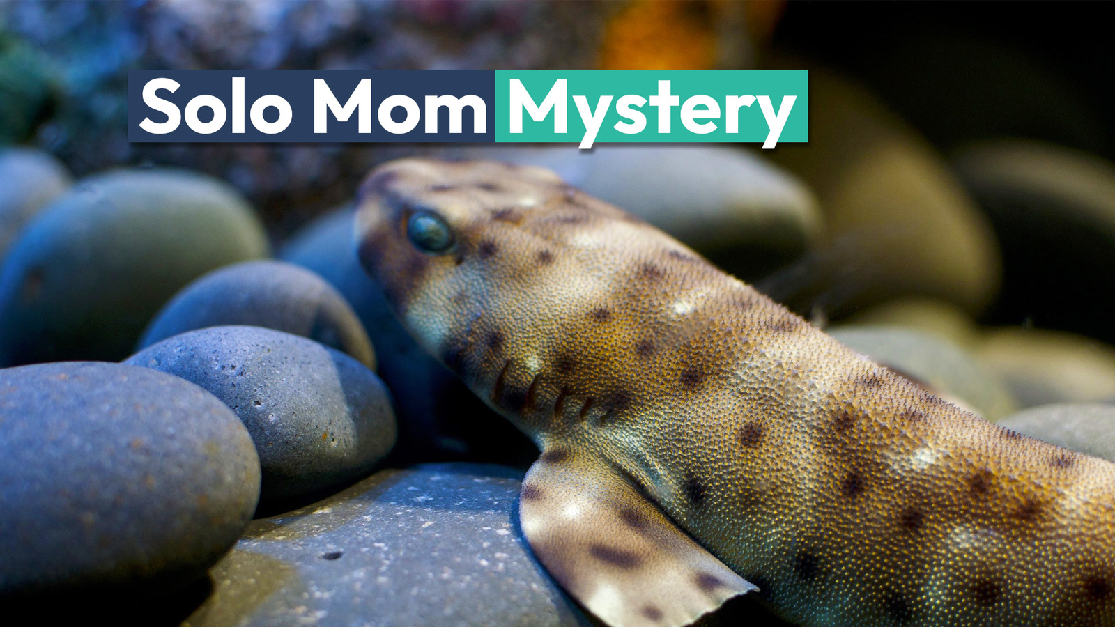 "Virgin Birth" Mystery At U.S. Aquarium As Female Shark Had A Baby Without A Male Present
