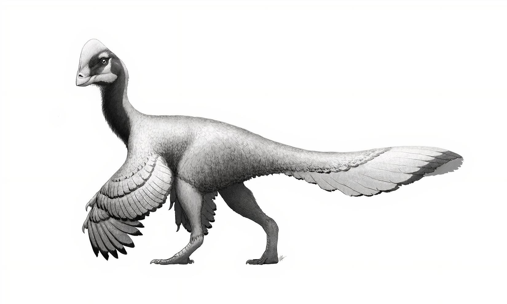 A Kansas Student Accidentally Discovered A New Dinosaur Species While ...
