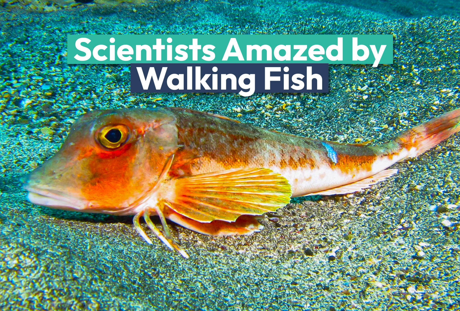 Walking Pet Fish