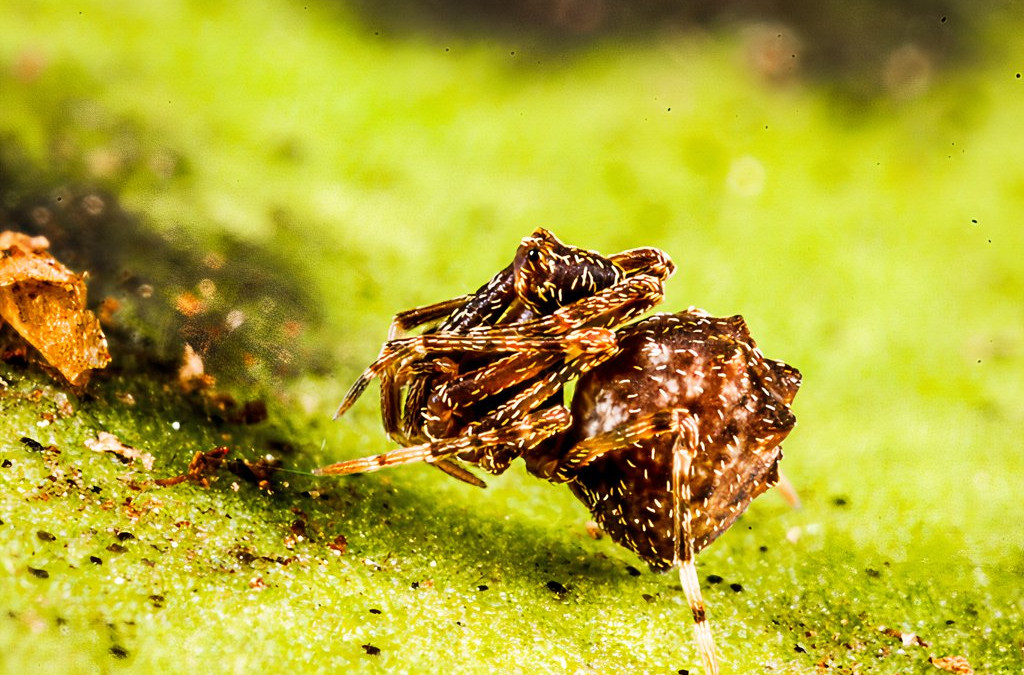 A Creepy New Species of "Assassin" Spider Was Discovered In An ...