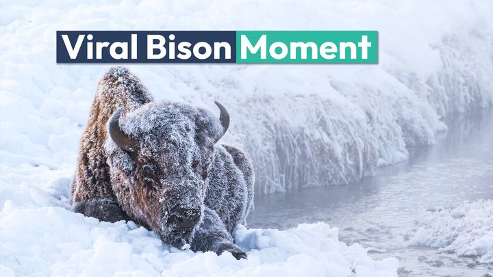Skip Yellowstone: This Surprising U.S. City Has Bison Near Downtown