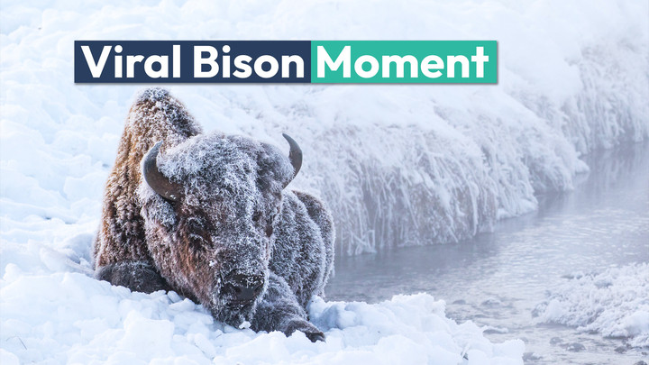 Bison Tumbles Down Snowy Cliff In Yellowstone In Viral Video (And Survives)