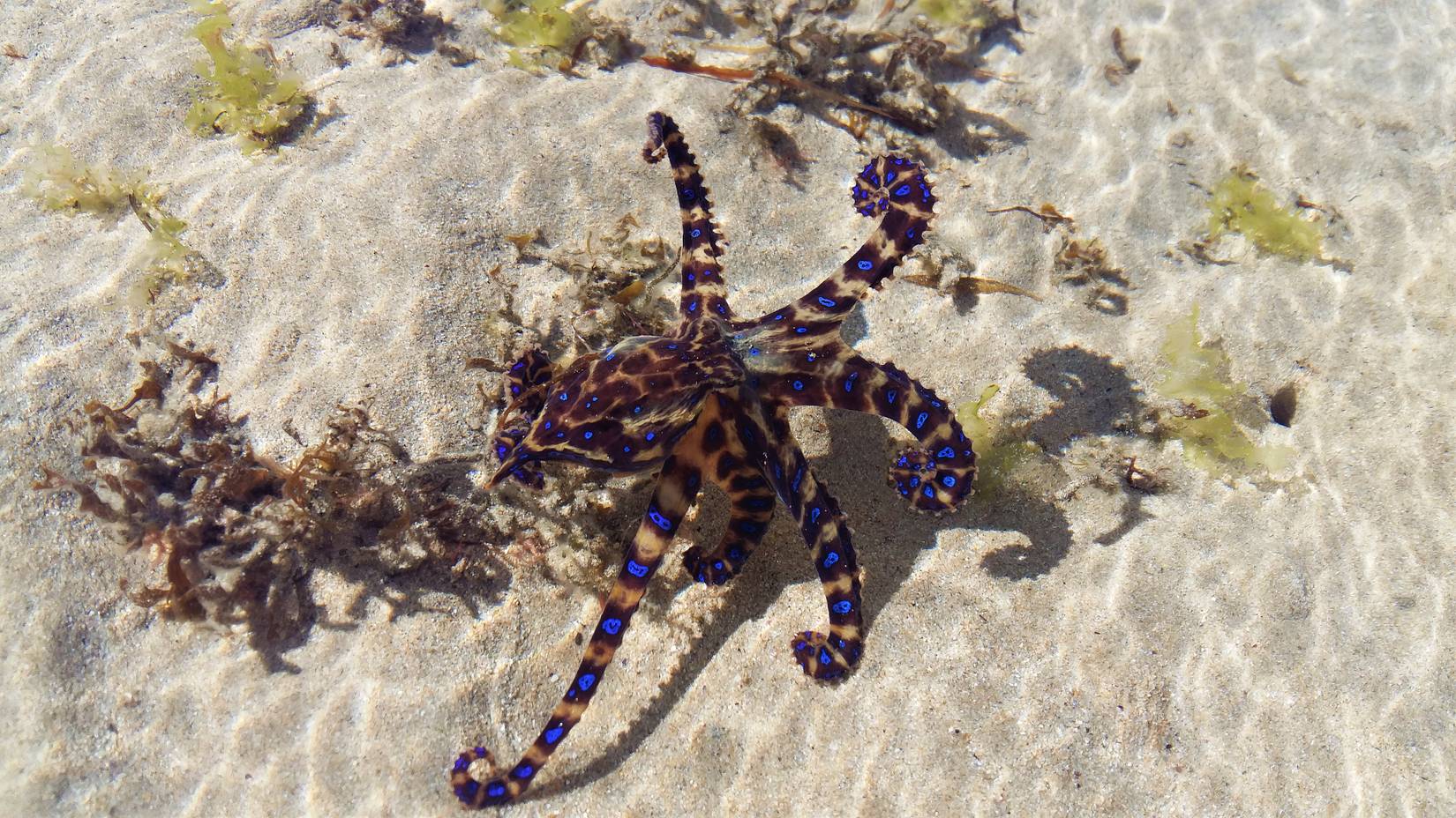 Study Shows The Extremes This Deadly Octopus Goes To Avoid Being Dinner ...