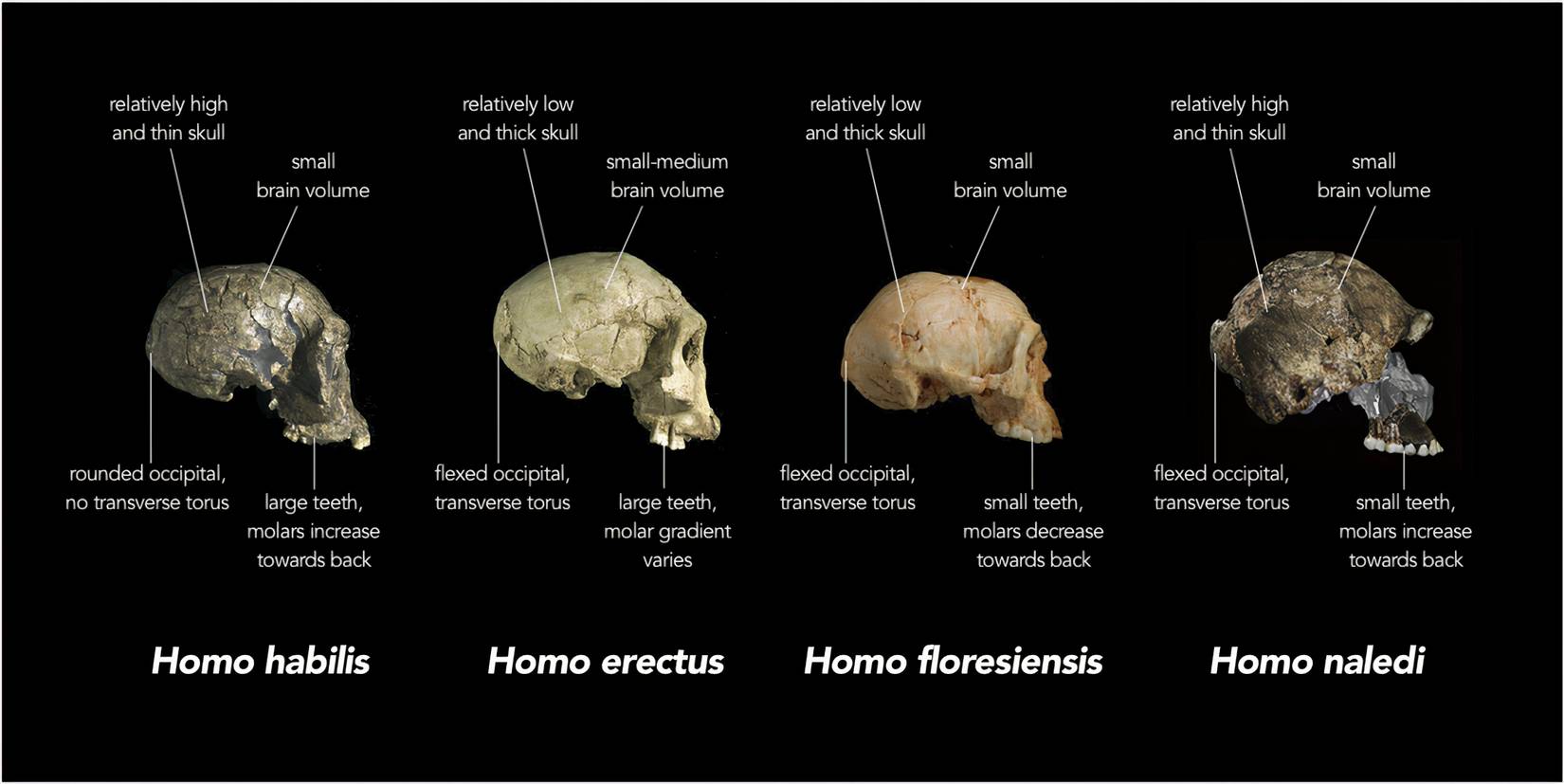 human skull volume