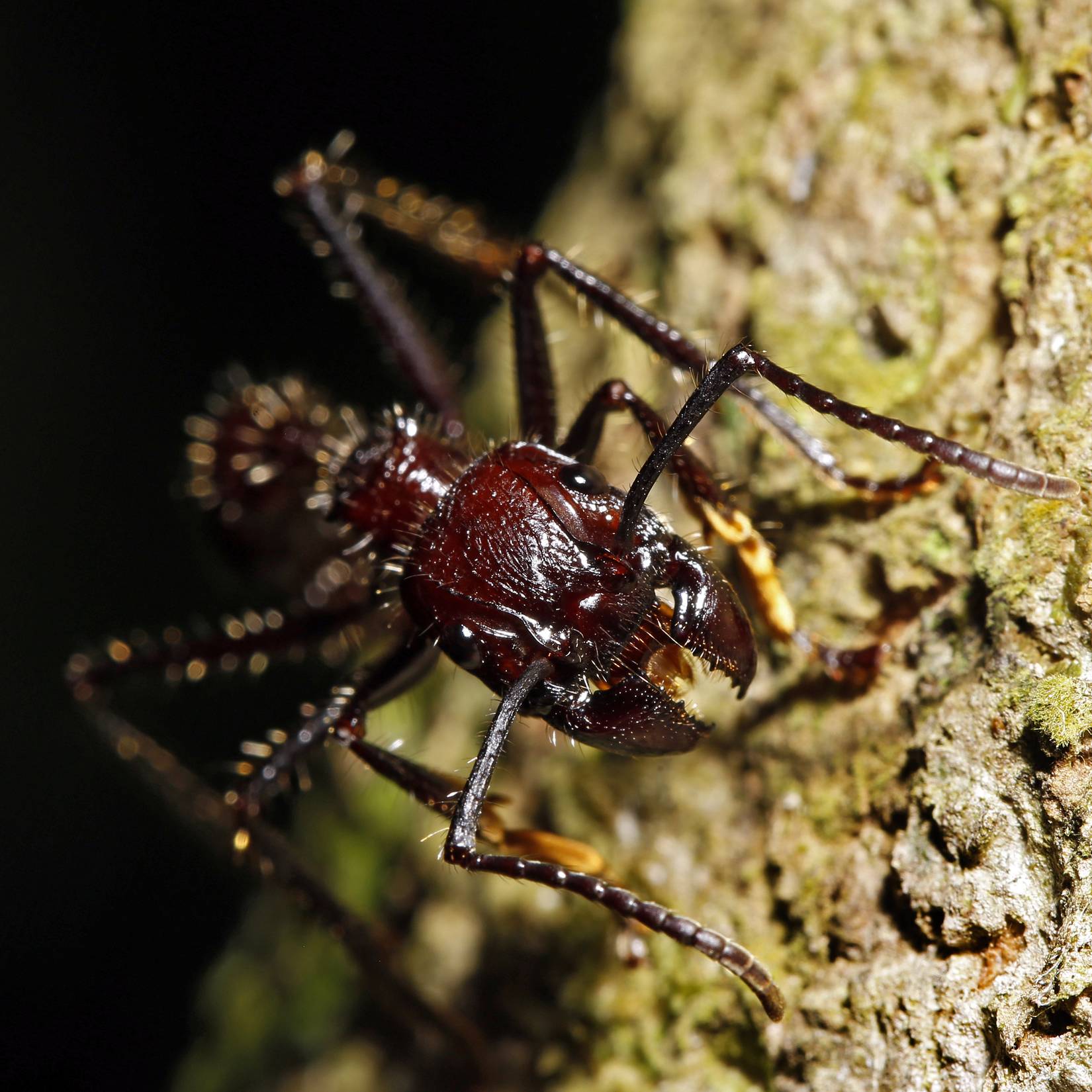 The Most Painful Sting Ever Is From A Bug You Wouldn't Expect
