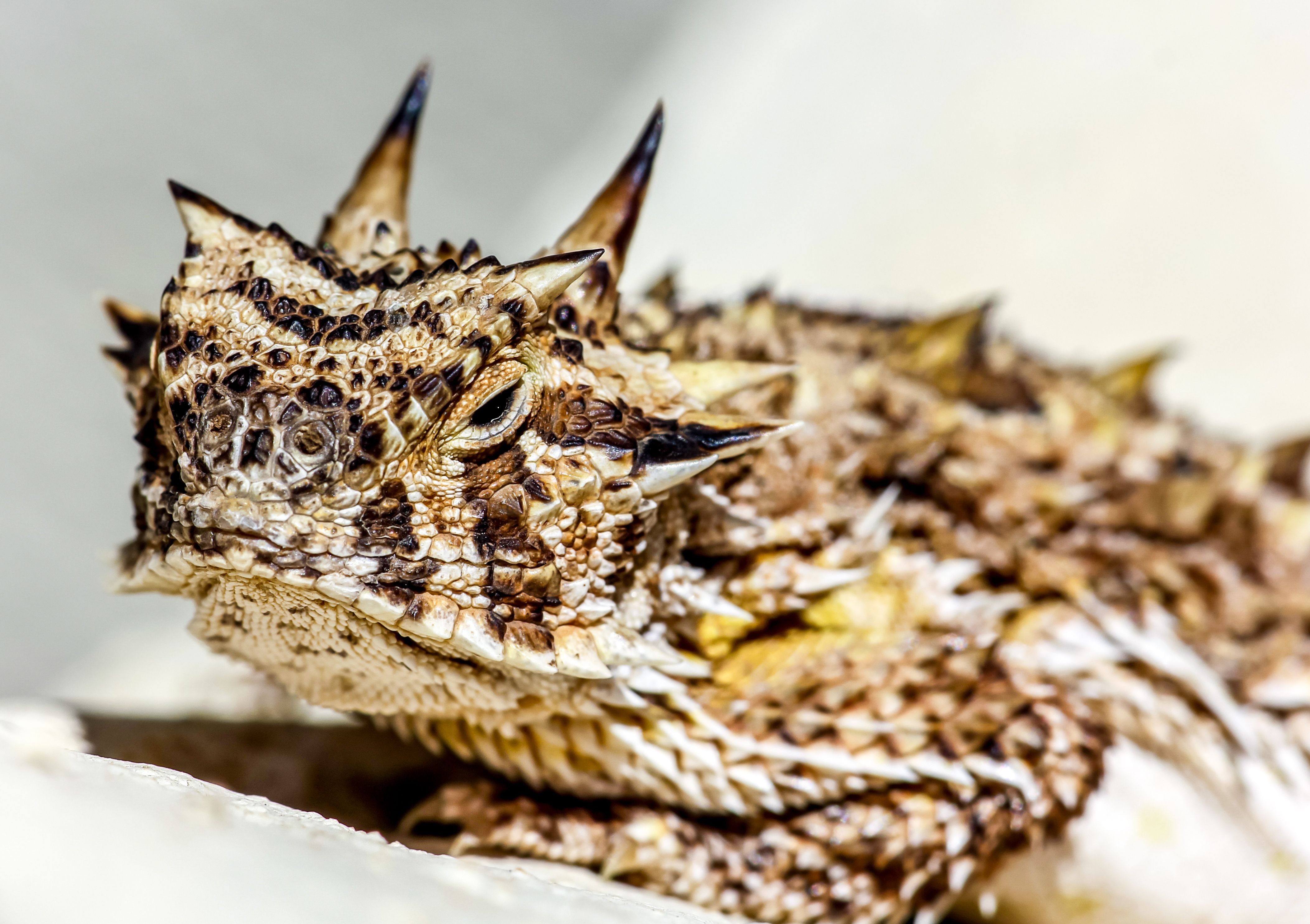 Desert Horned Lizard Blood Eyes