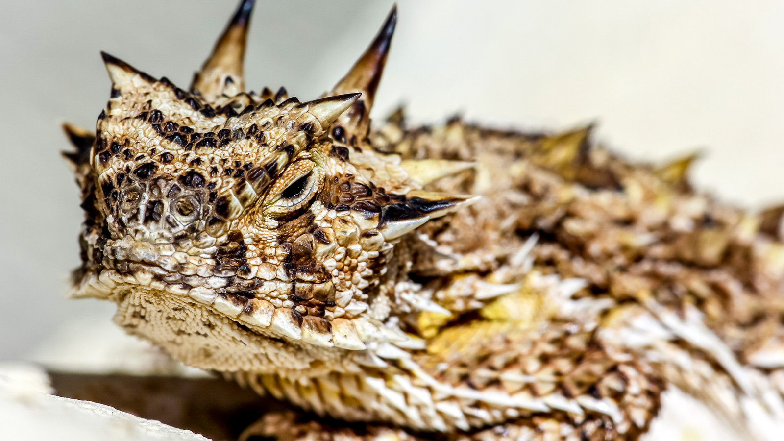 This Bizarre Texas Creature Shoots Blood From Its Eyes For A Very ...