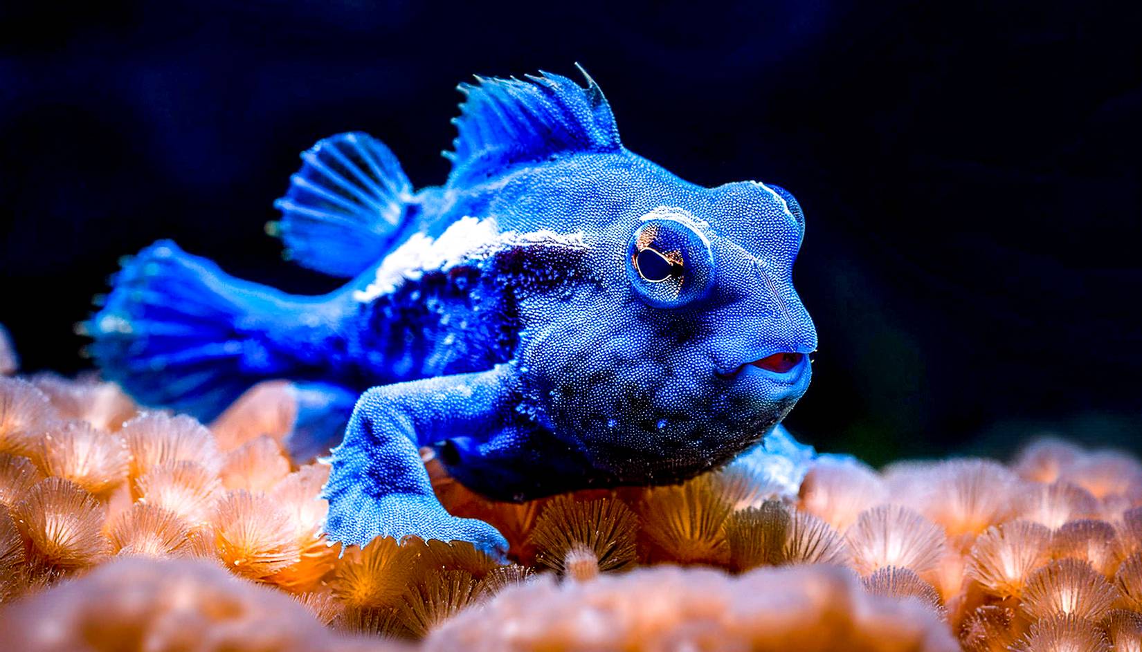 This Fish Looks Like The Cookie Monster & Can't Even Swim, But It Hides ...