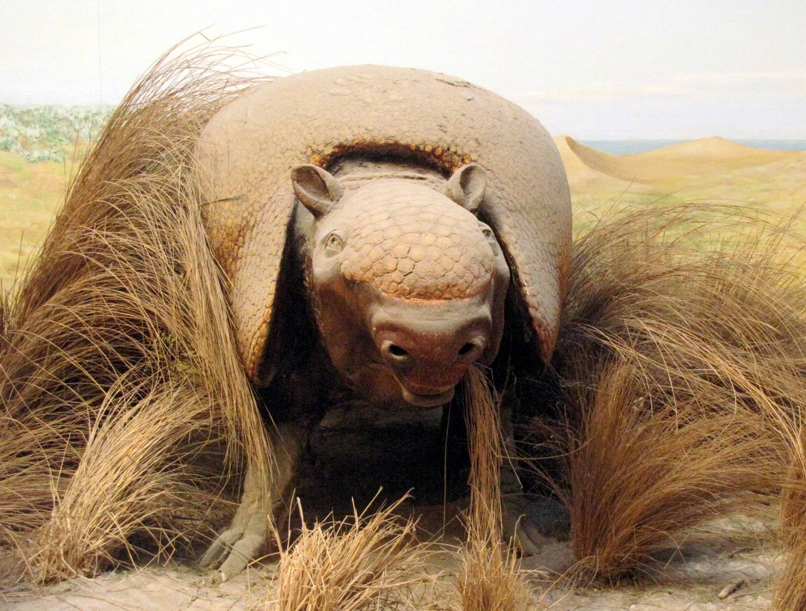 20,000-Year-Old Giant Armadillo Fossils Are The Largest Ever Discovered