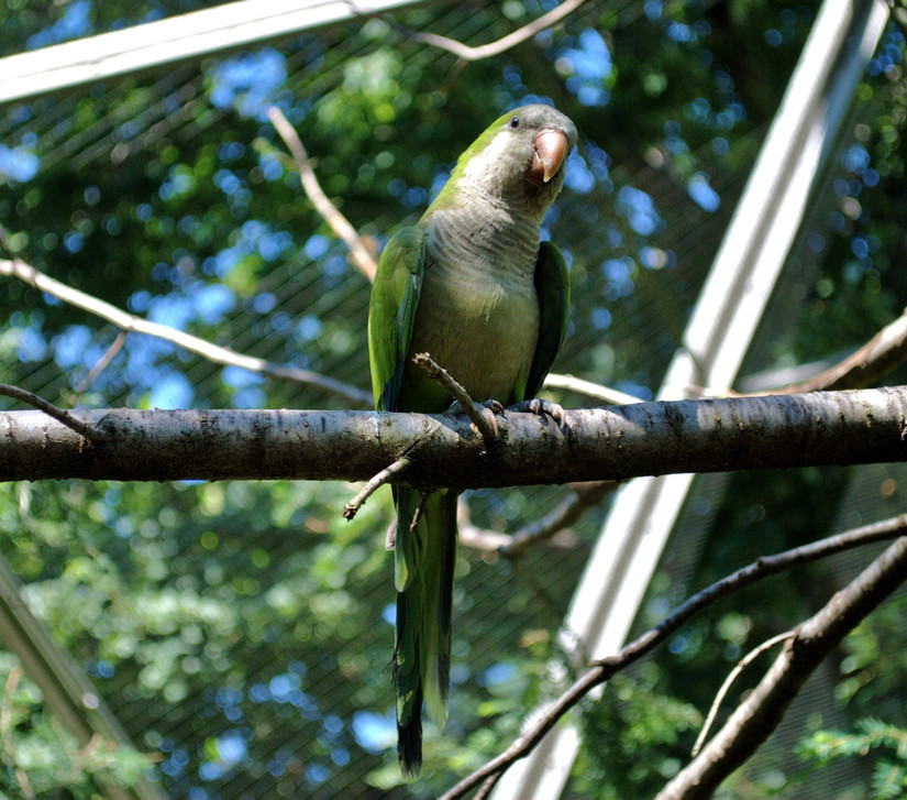 Colorful Parrots Call This Unexpected Place In New York Home