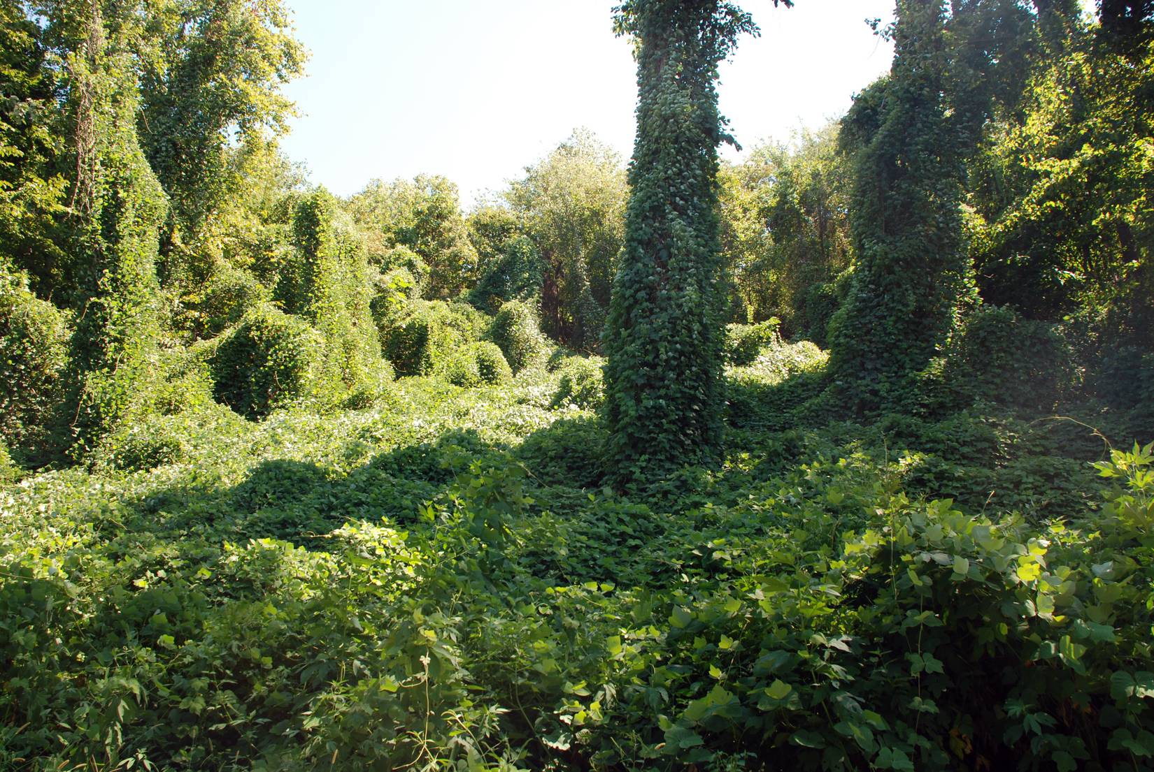 The "Vine That Ate The South" Is Still An Invasive Threat In The U.S. Today