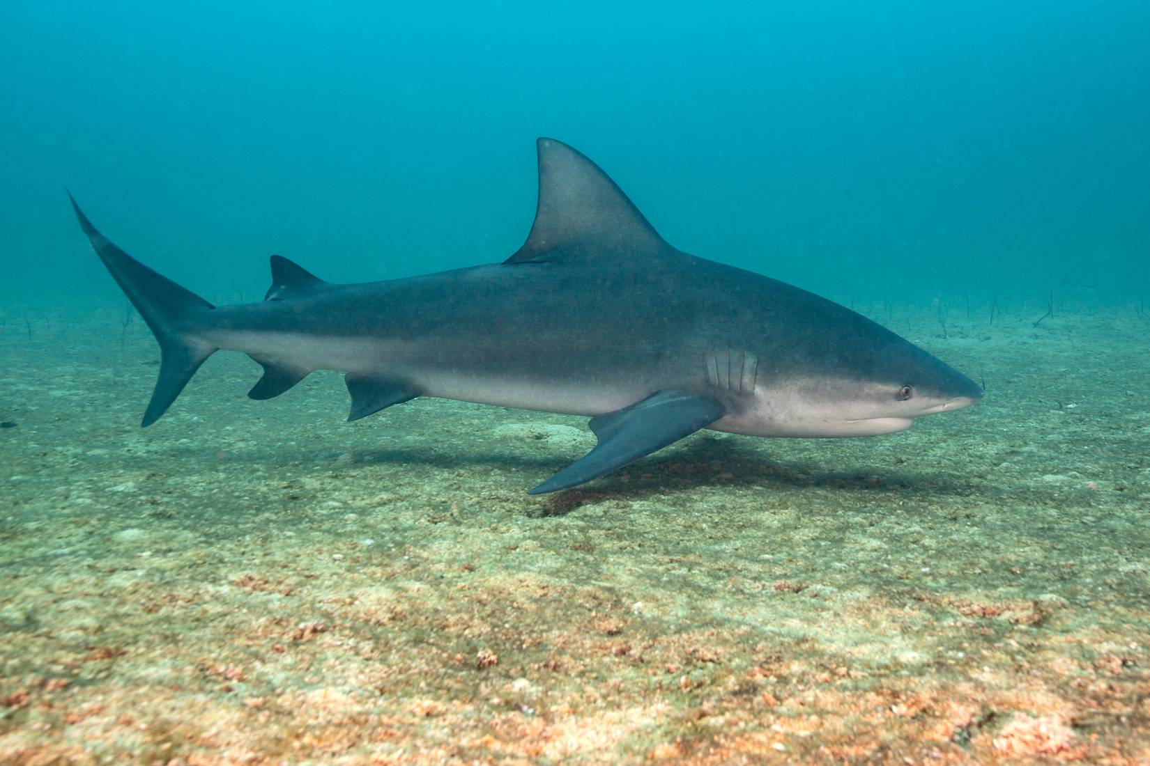 Sharks Are Suddenly Showing Up In Rivers Across The United States, And ...