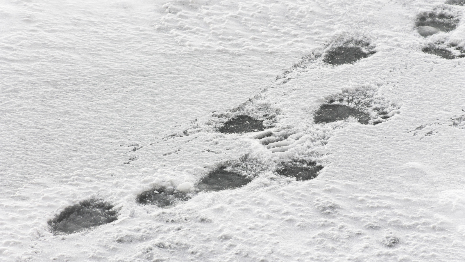 Yellowstone Officials Warn Visitors To Be "Bear Aware" As First Bear ...