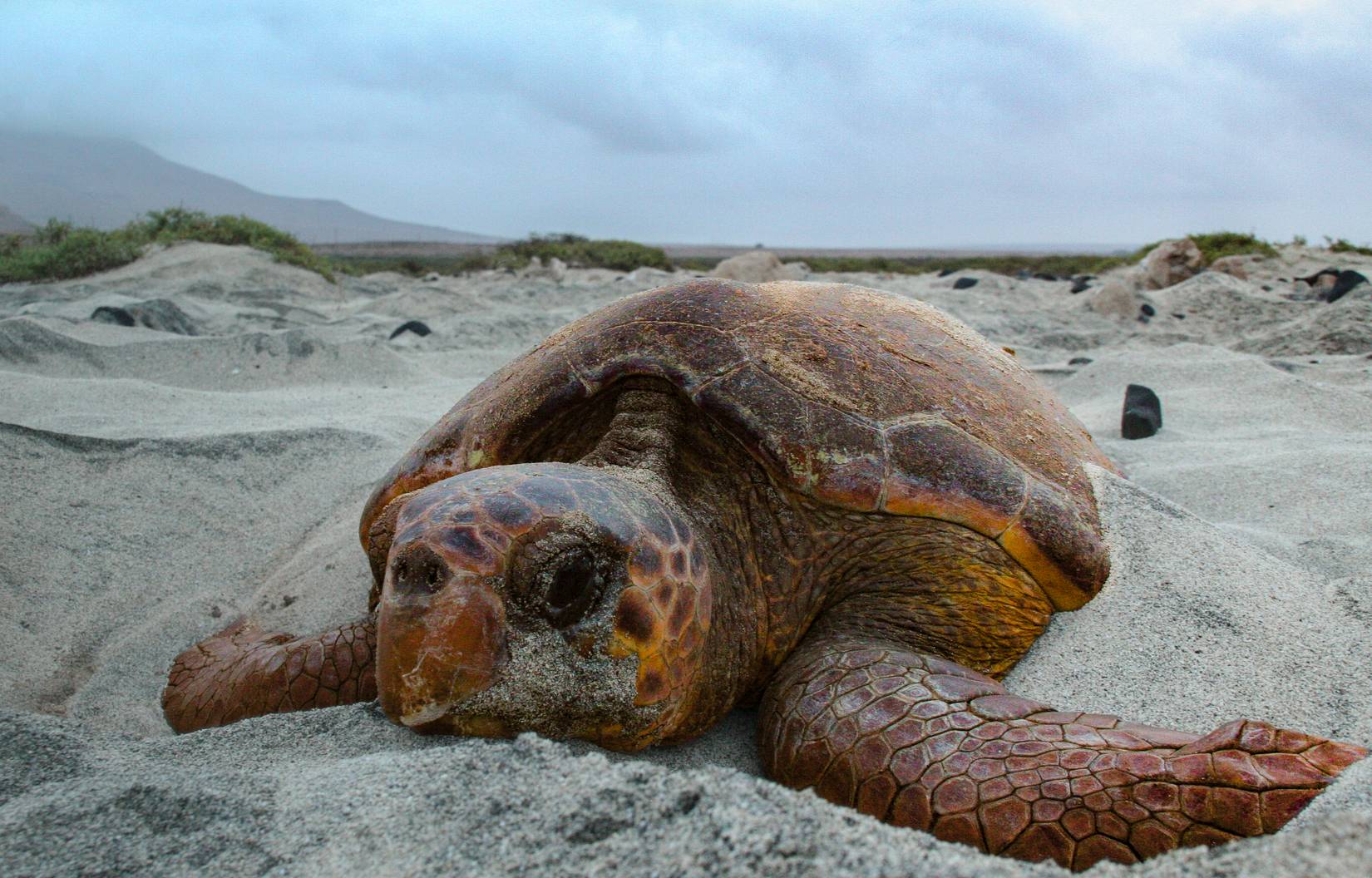 One Of The World's Rarest Turtles Is Found On A North Carolina Island