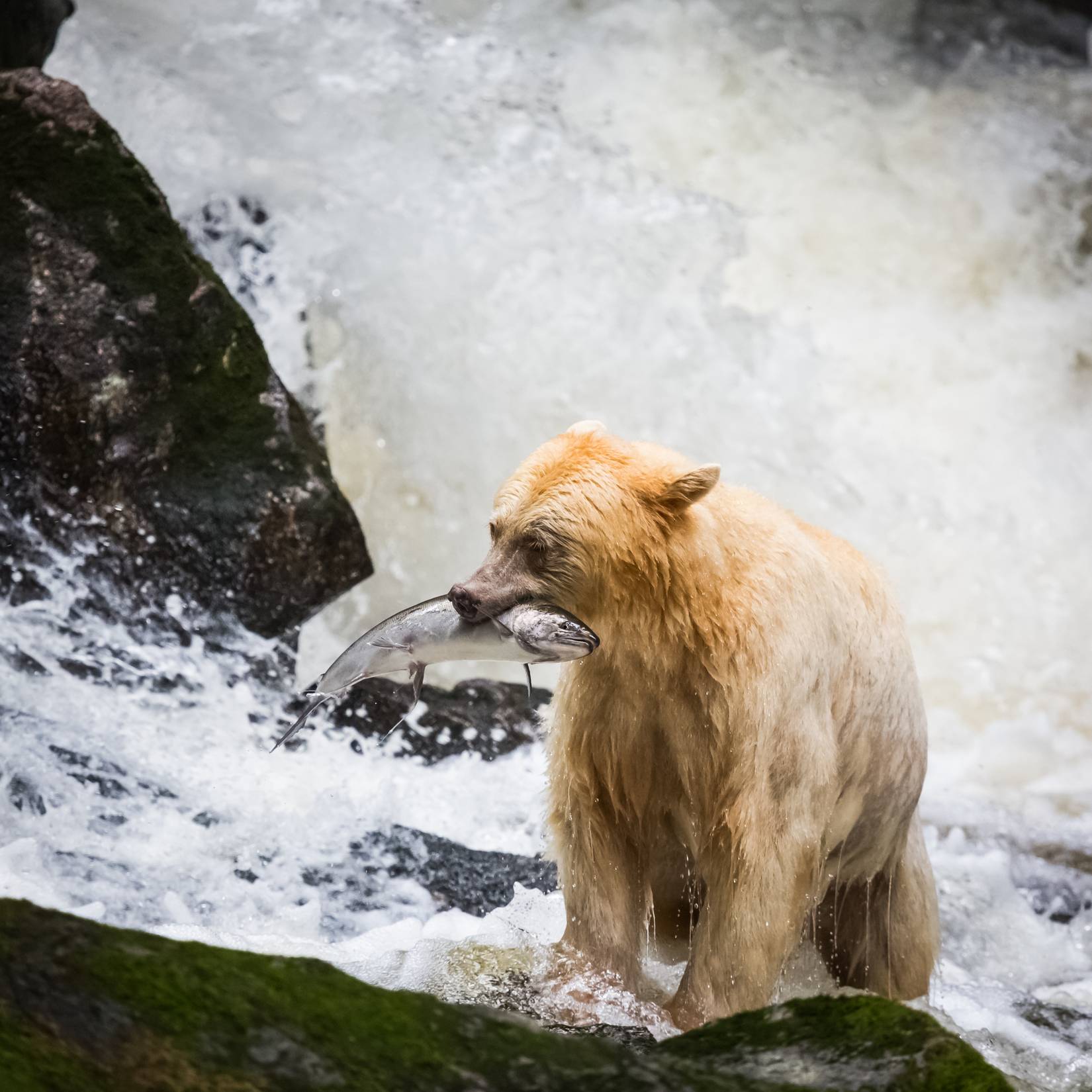 The World's Rarest Bear Is Found In A North American Rainforest That's ...