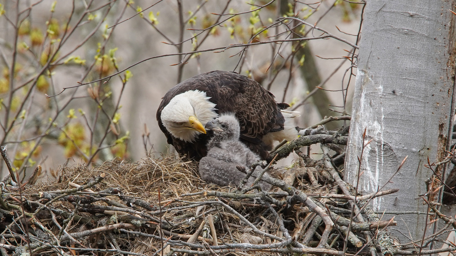 Jackie And Shadow Celebrate As Their Eaglets Take Their First Steps Around The Nest