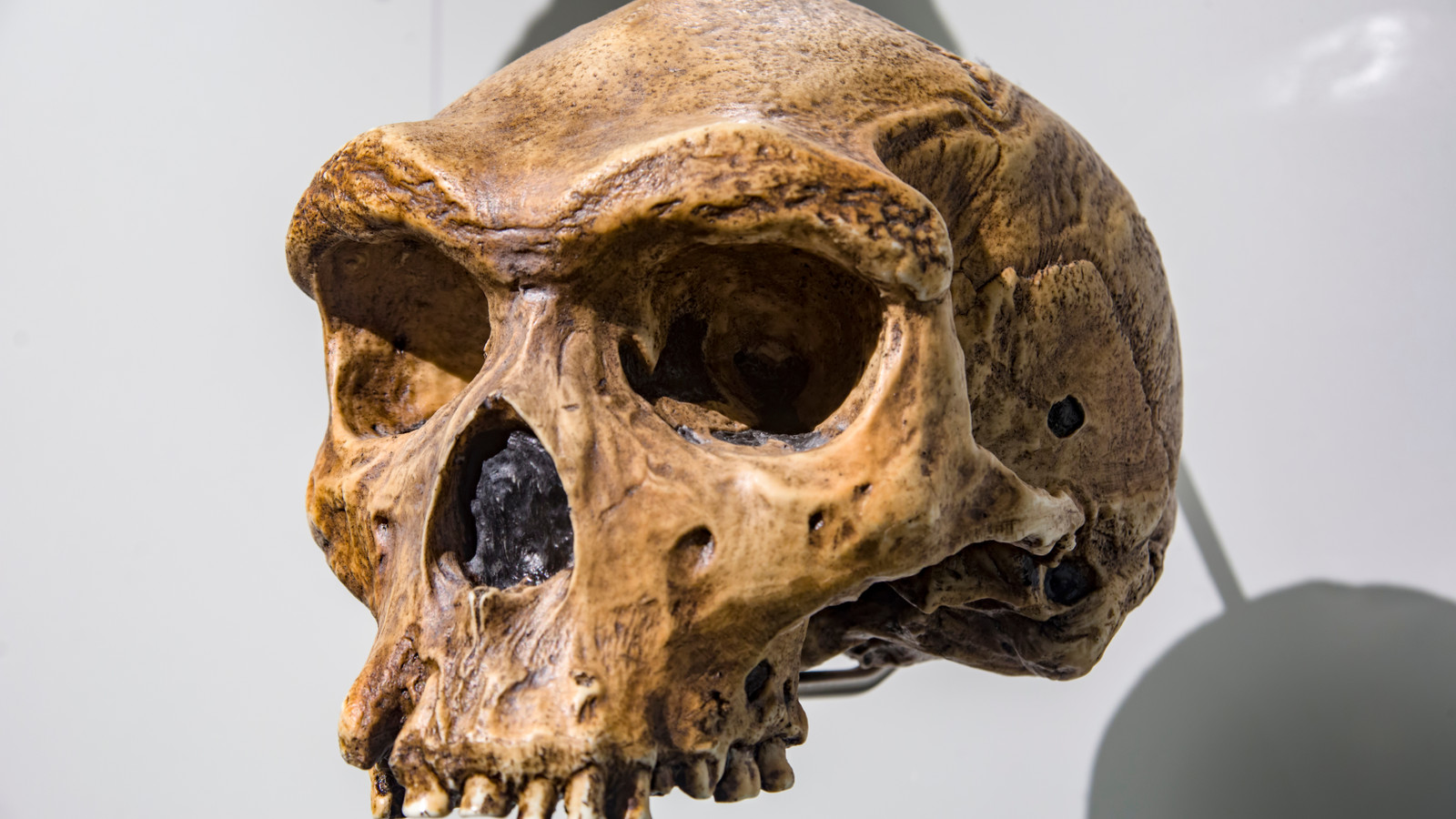 Oldest-Known Human Fossil Discovered In Western Europe Is Changing History