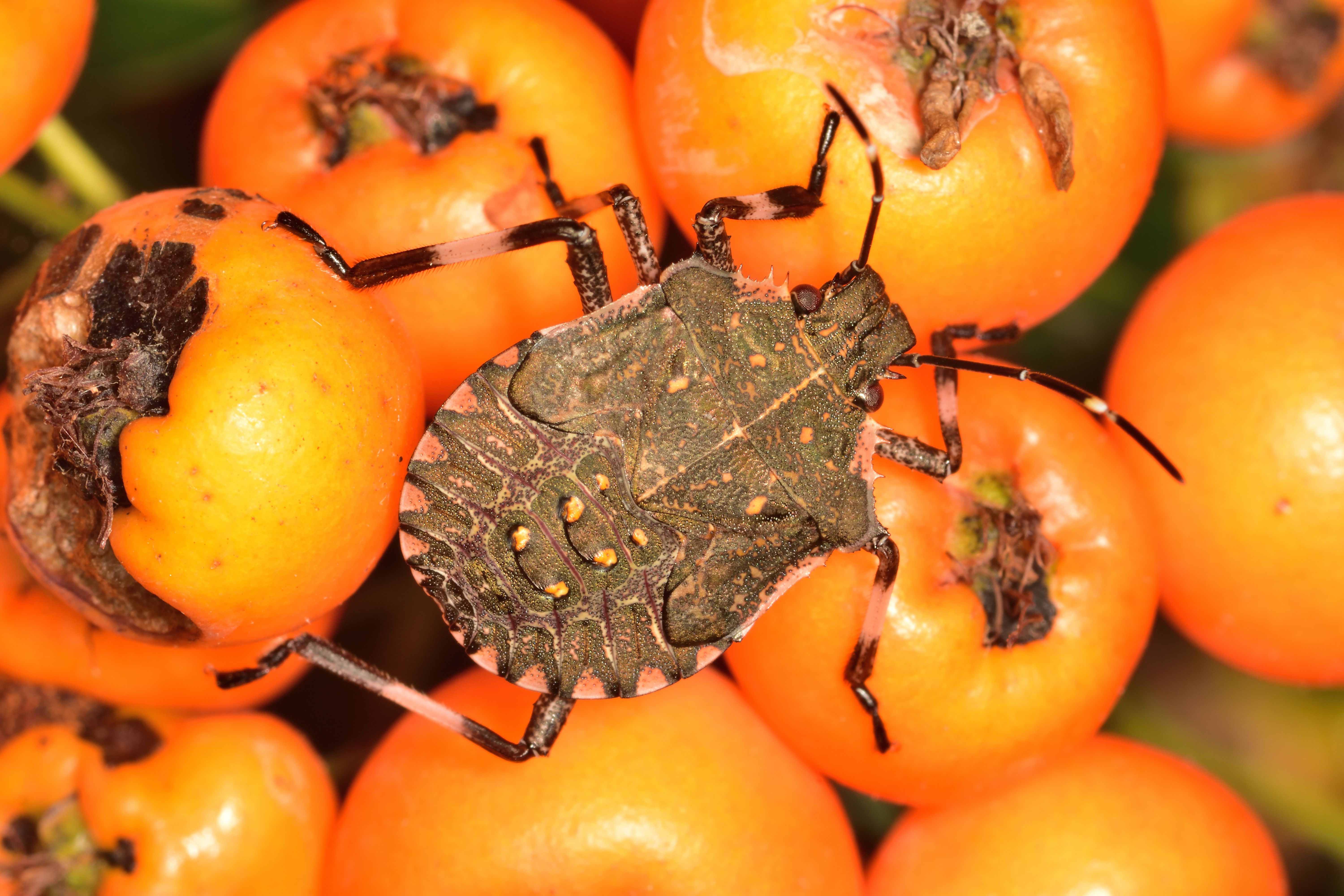 Experts Are Uneasy As A Chinese "Invader" Just Reappeared In The ...