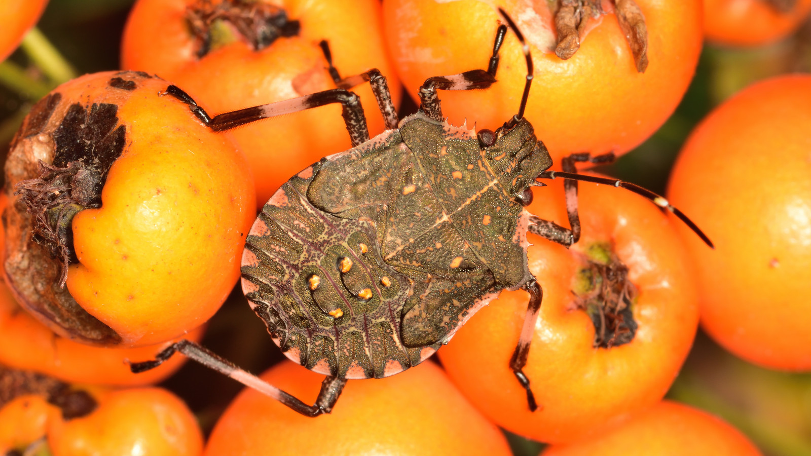 This Foreign Invasive Bug Threatens The U.S. With $20 Billion In Losses