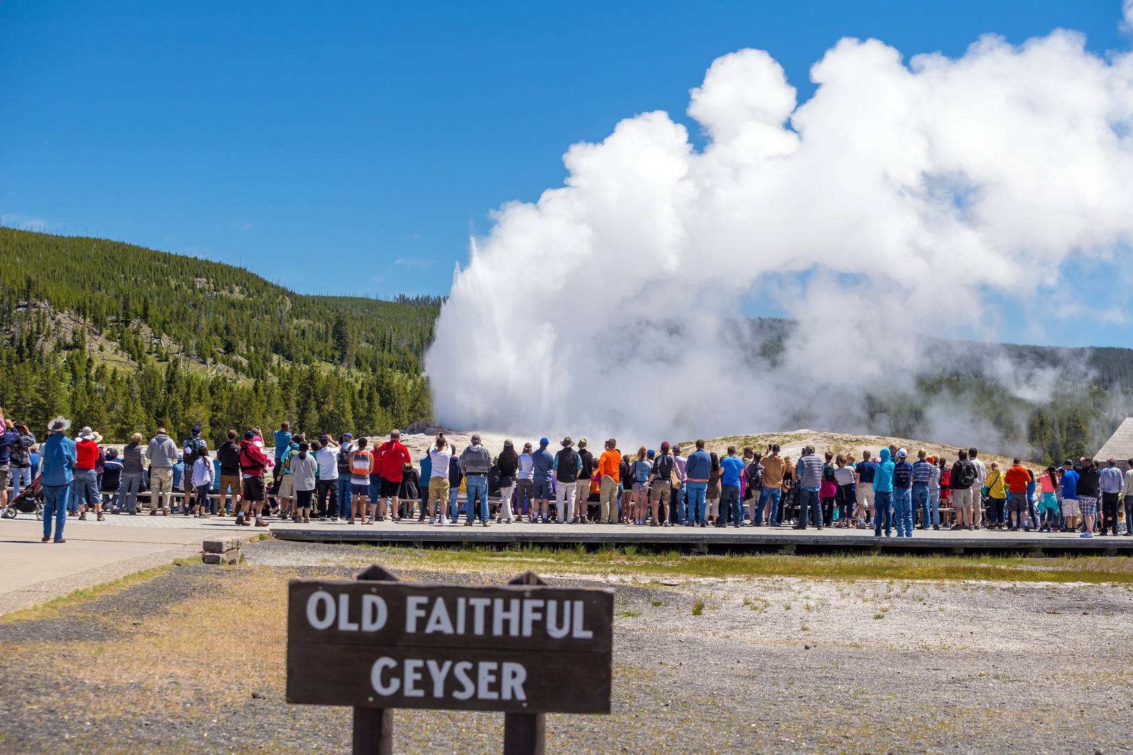 Yellowstone National Park Tourists Cross The Line Again: This Visitor ...