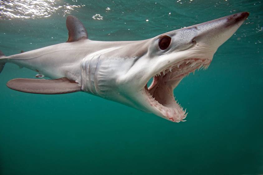 The Biggest Bull Shark Ever Recorded Was Found In The U.S., But ...