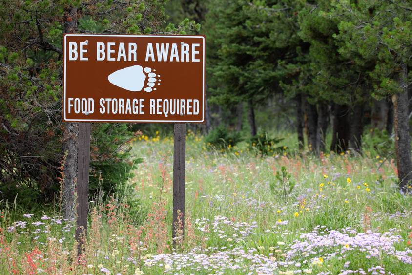 Yellowstone Officials Warn Visitors To Be "Bear Aware" As First Bear ...