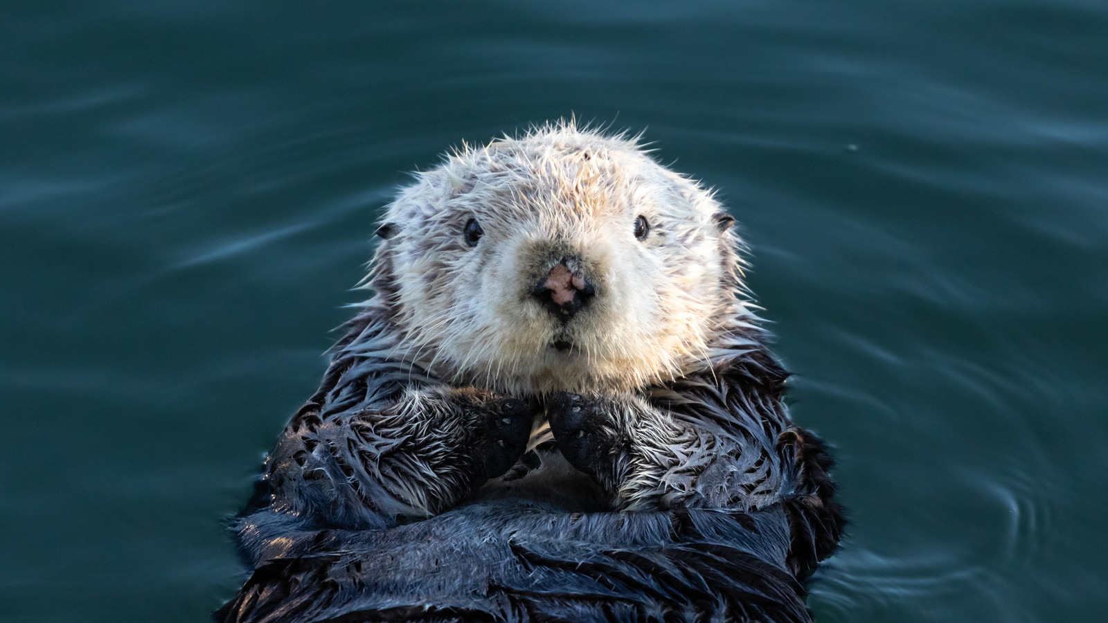 Ophelia, The Famous Otter That Escaped The Zoo, Has Been Located