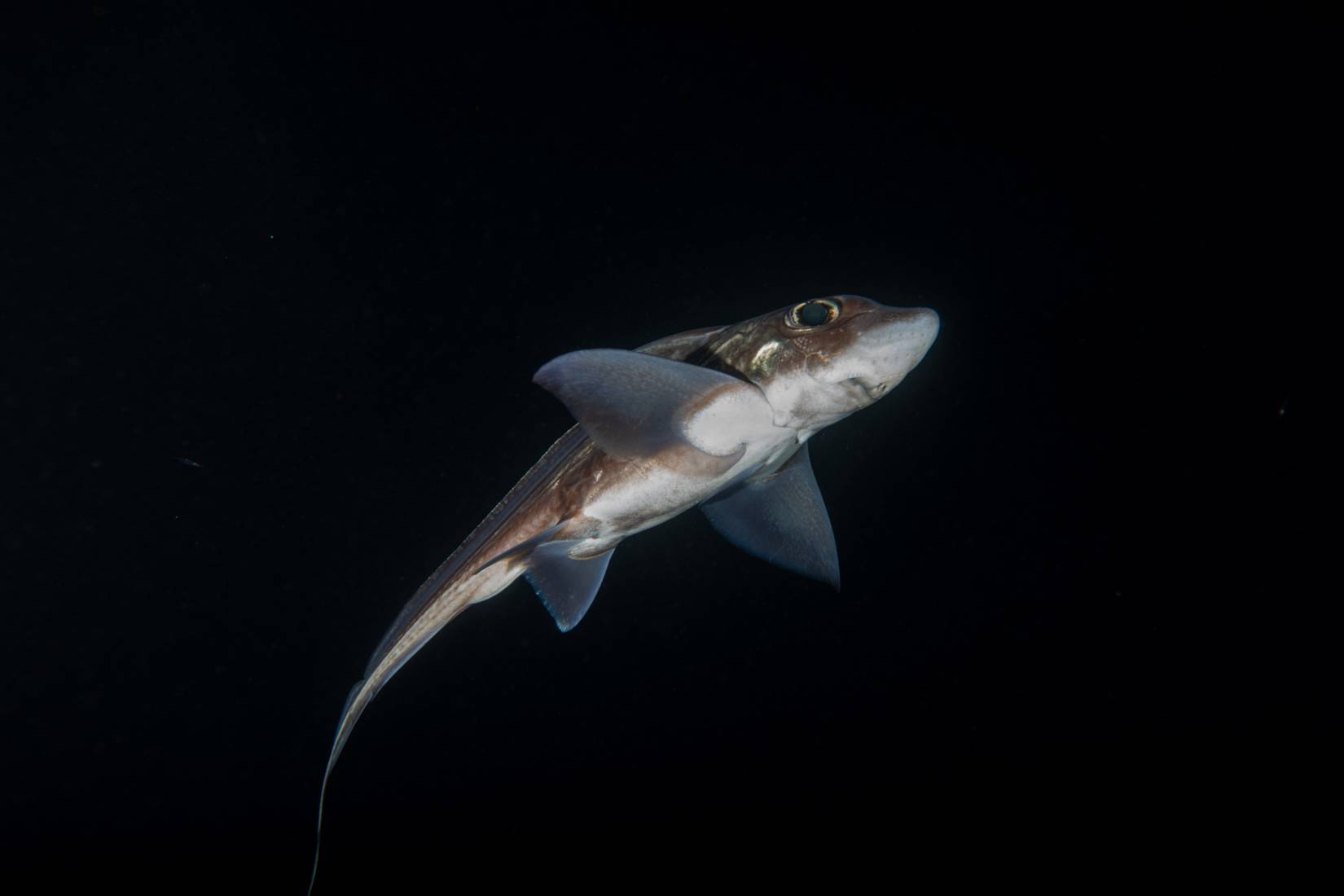Extremely Rare Ghost Shark Was Spotted Off California's Coast