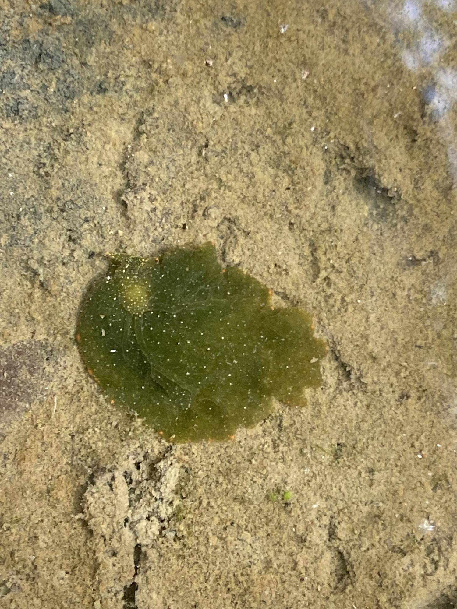 This Solar-Powered Sea Slug Is The First Animal Known To Photosynthesize
