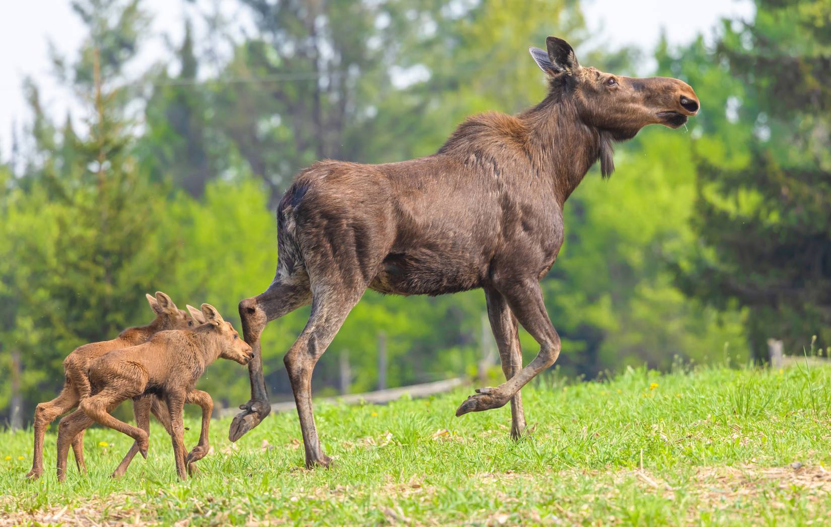 This Little-Known Rockies Town Is Colorado’s Moose-Viewing Capital