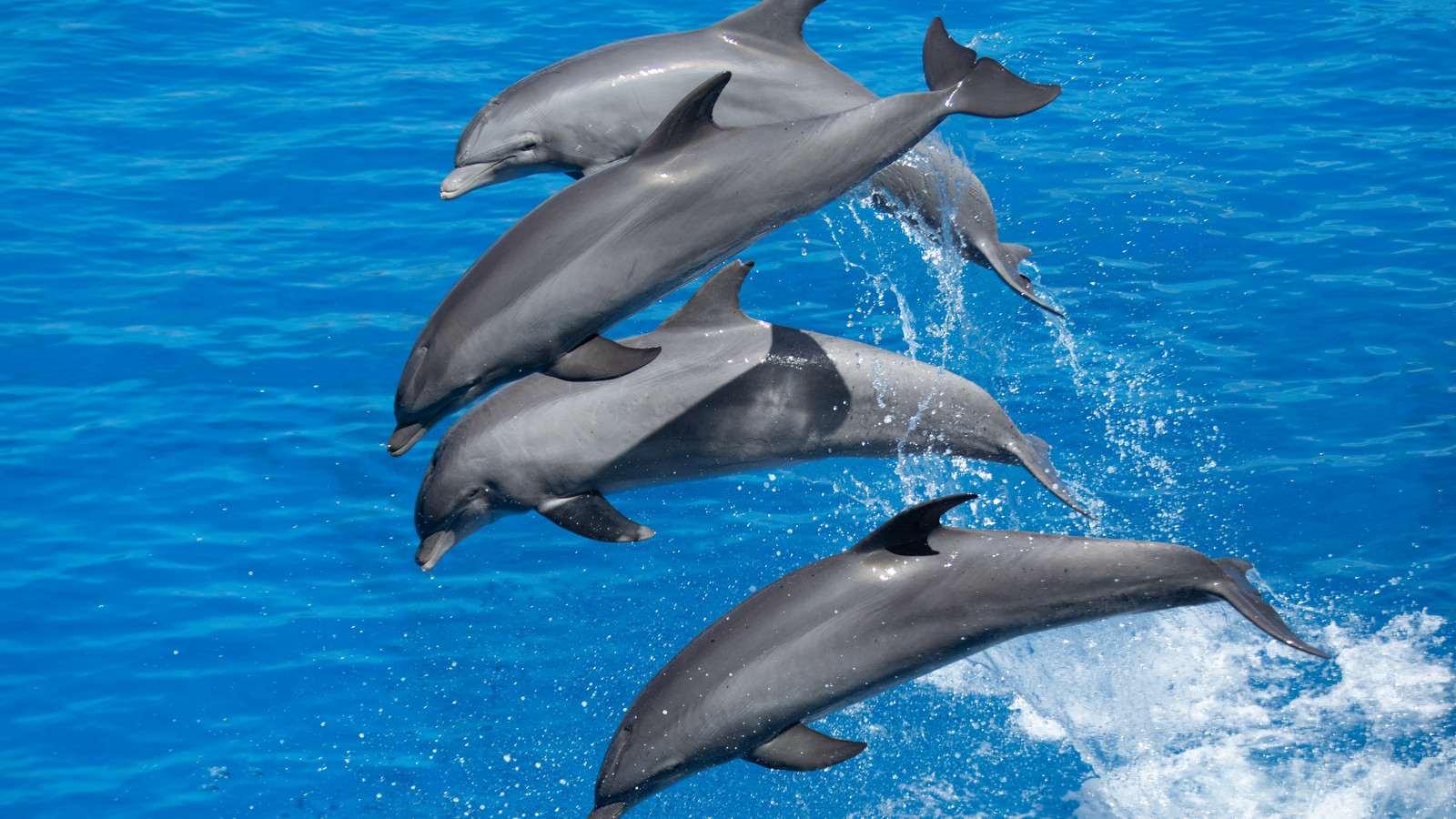 Florida Marine Park Accused Of Potential Animal Abuse After The Death ...
