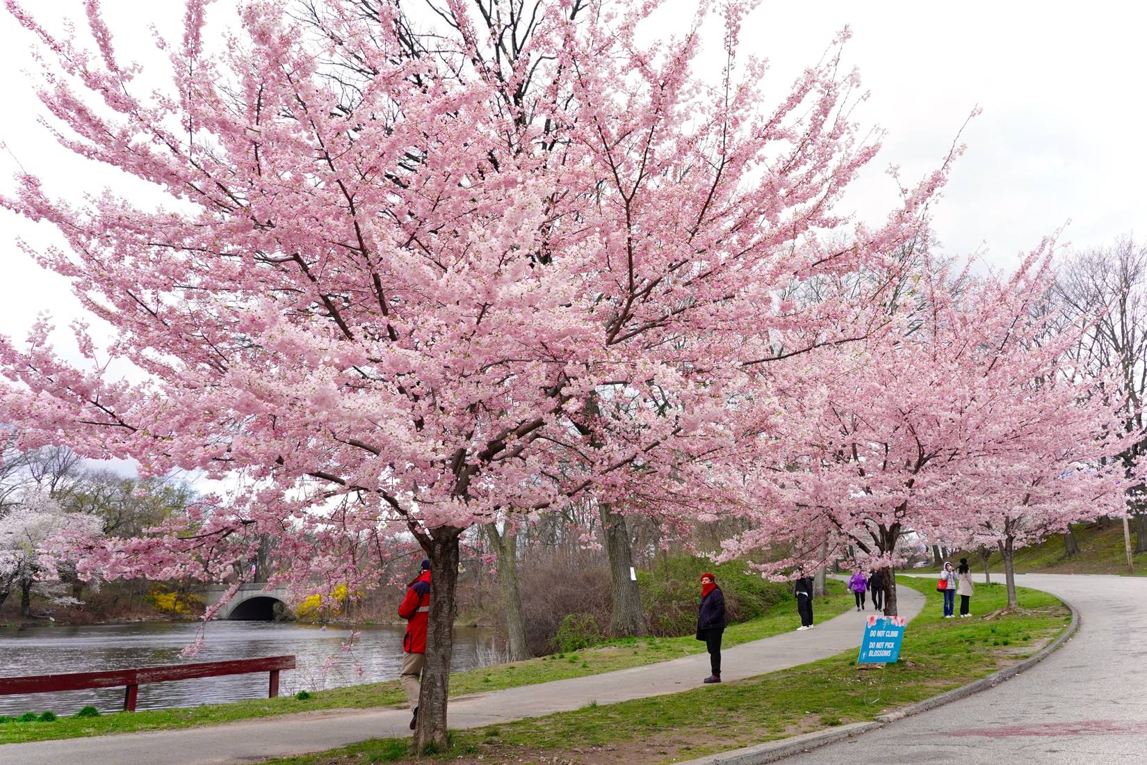 Skip D.C.: You'll Find The Biggest Cherry Blossom Bloom In This ...